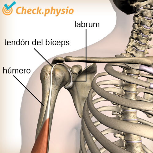 Causa, síntomas y tratamiento | Lesión SLAP - Physiocheck.co