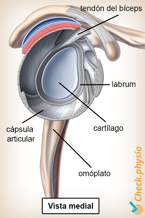 Causa, síntomas y tratamiento | Lesión SLAP - Physiocheck.co
